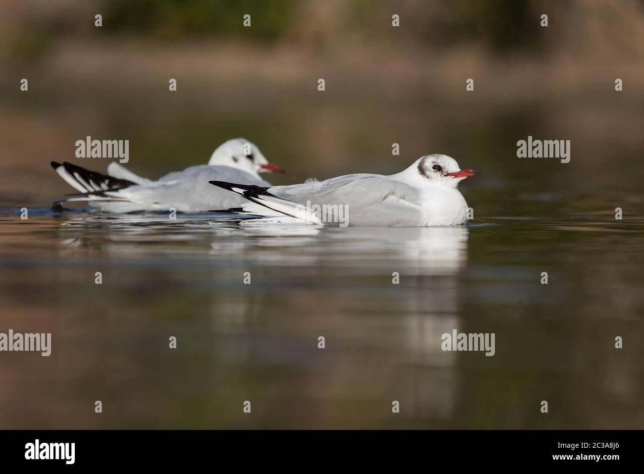 Black-Headed Gull on a water. Her Latin name is Chroicocephalus ...