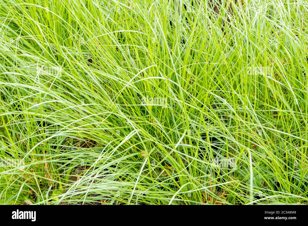 The benign grass blade in wind Stock Photo - Alamy