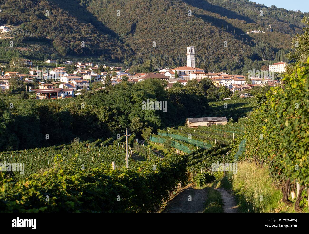 Picturesque hills with vineyards of the Prosecco sparkling wine region ...