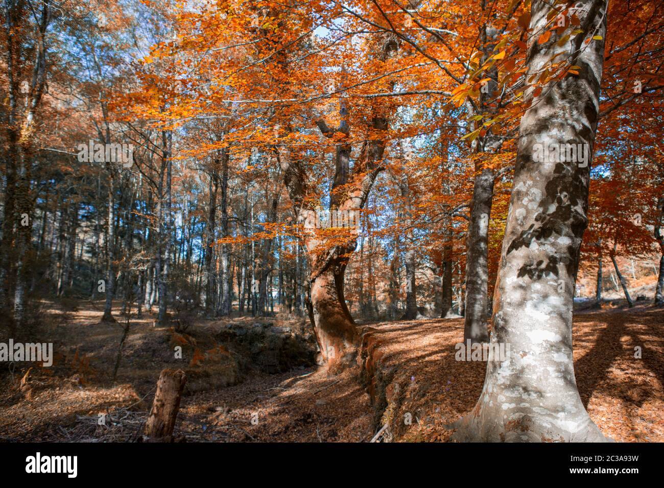 Autumn forest at Mata da Albergaria, Geres National Park, Portugal ...