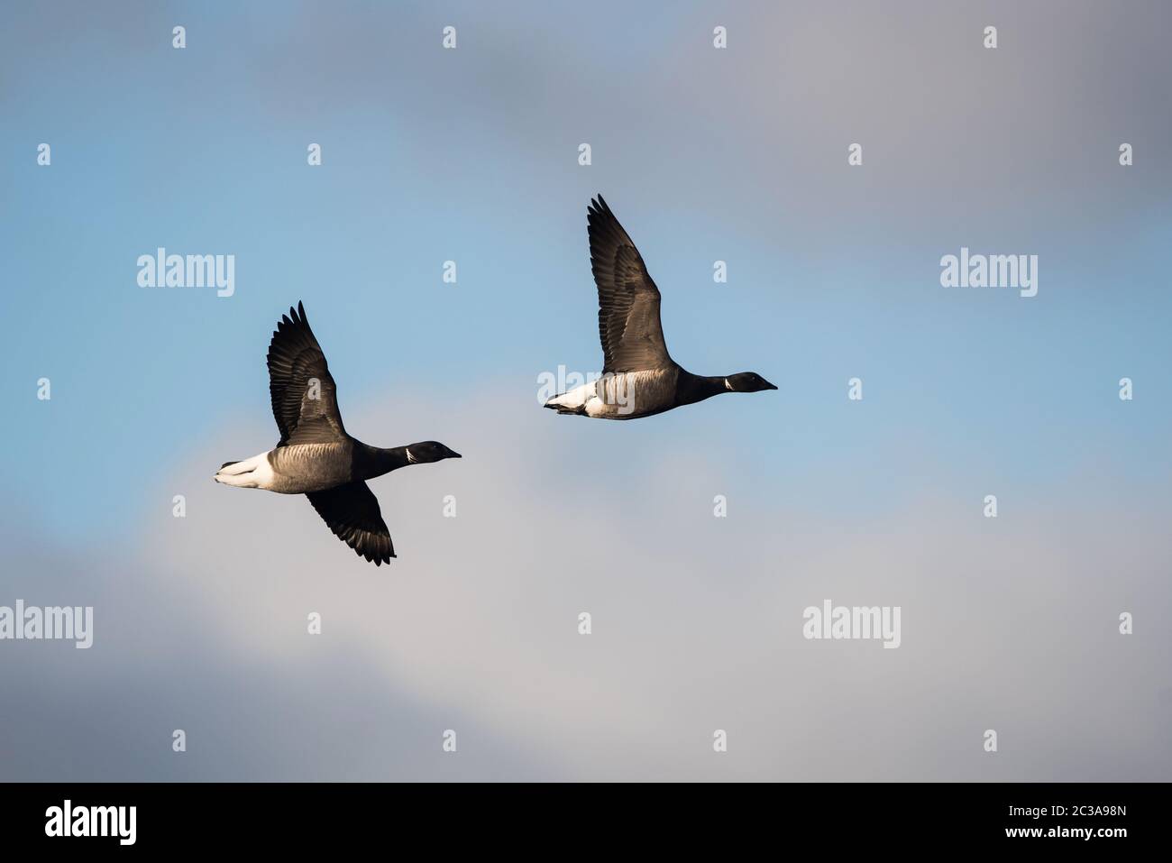 Brant goose flight hi-res stock photography and images - Alamy