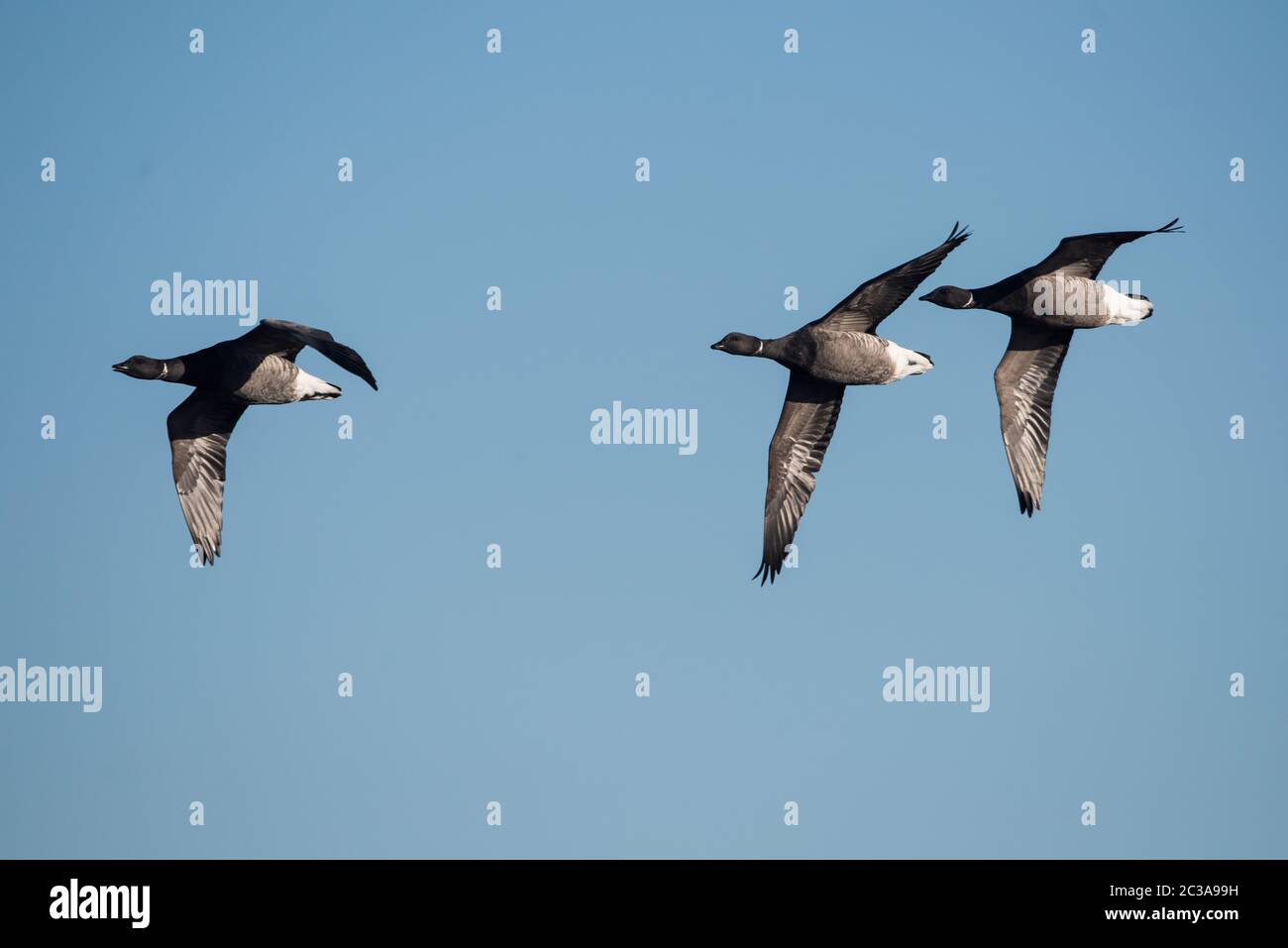 White bellied brent goose hi-res stock photography and images - Alamy