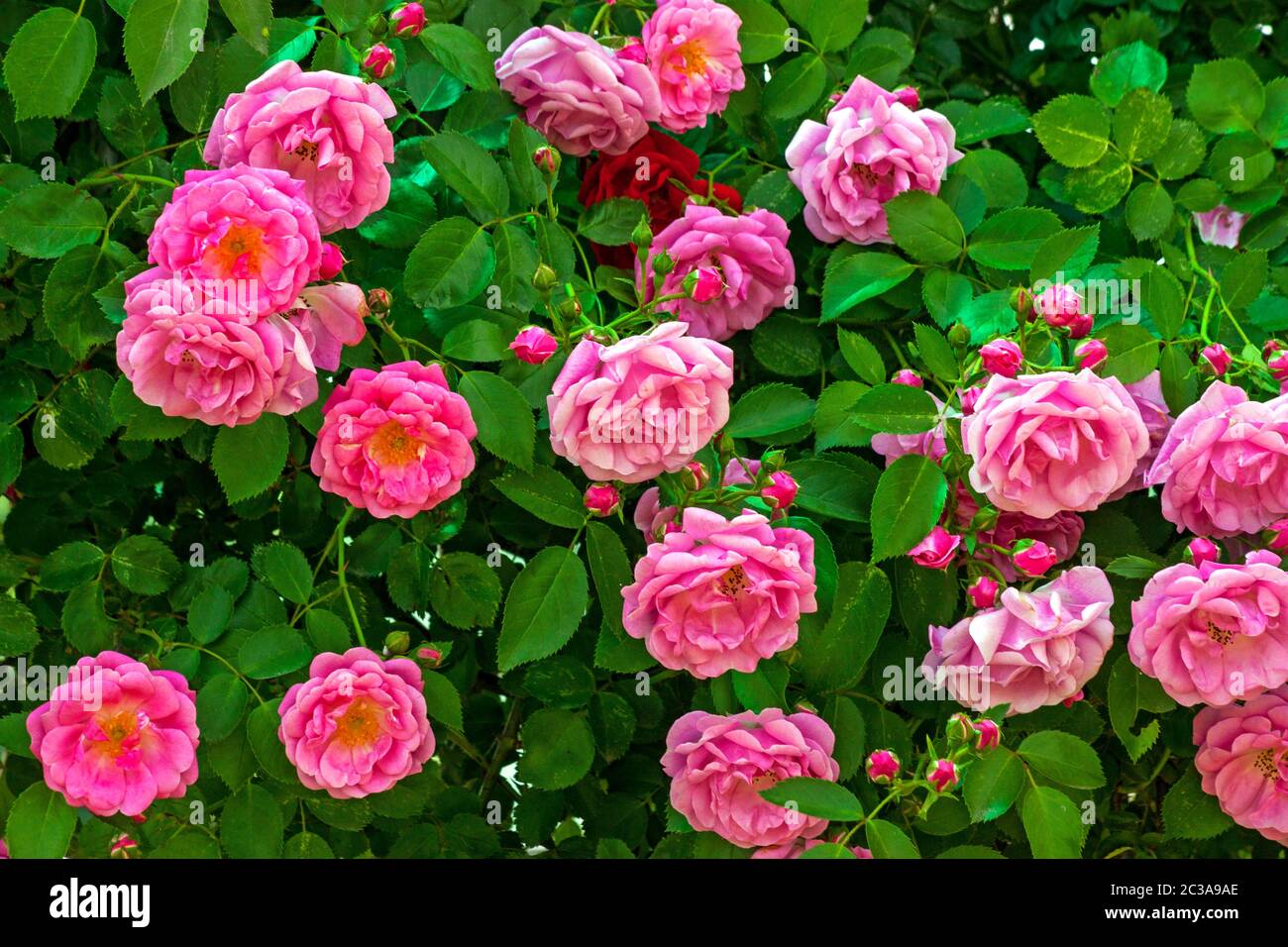 Beautiful pattern pink roses hi-res stock photography and images - Alamy