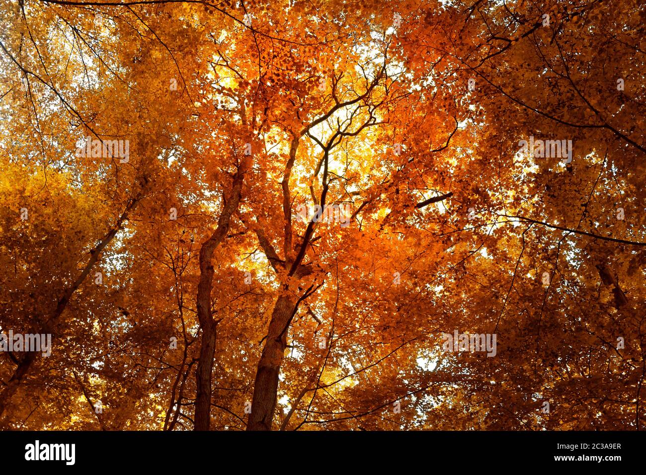 Beautiful autumn colors in the forest in November Stock Photo - Alamy