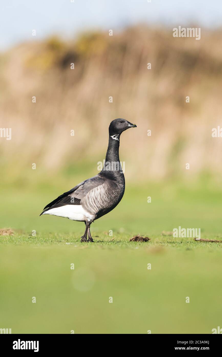 Brent Goose in habitat. Her Latin name is Branta bernicla Stock Photo ...