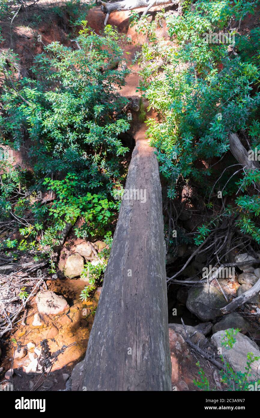 Fallen tree over a river forming a bridge. Cape Town, Table Mountain ...