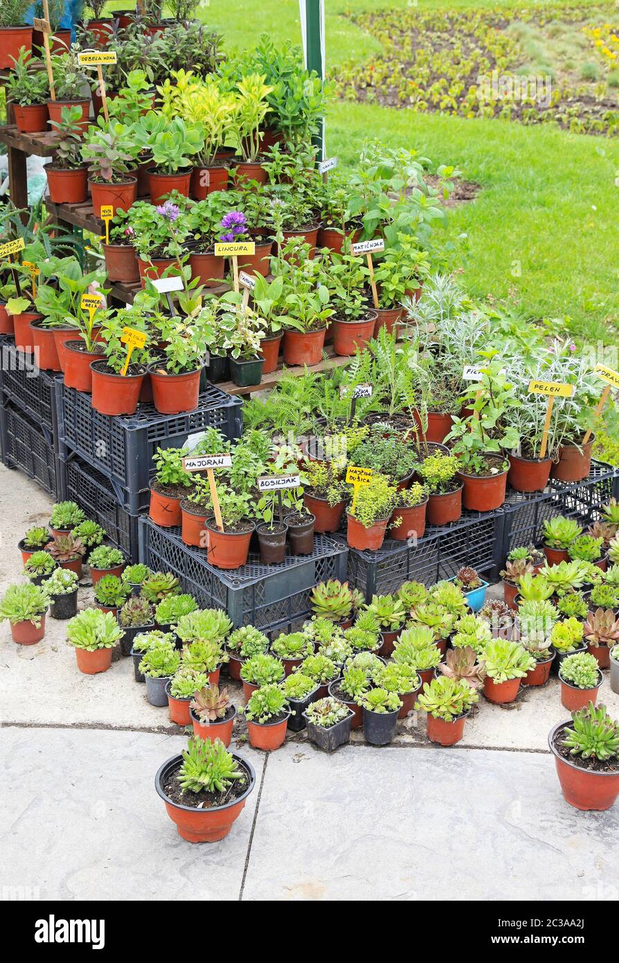Natural edible plants and herbs in pots Stock Photo - Alamy