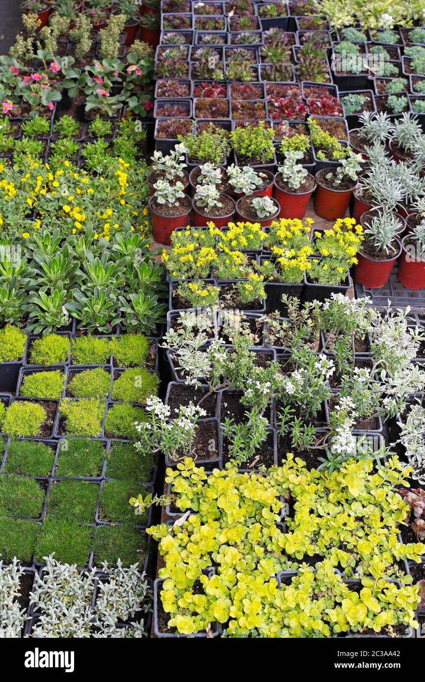 Decorative green plants and seedlings nursery garden Stock Photo - Alamy