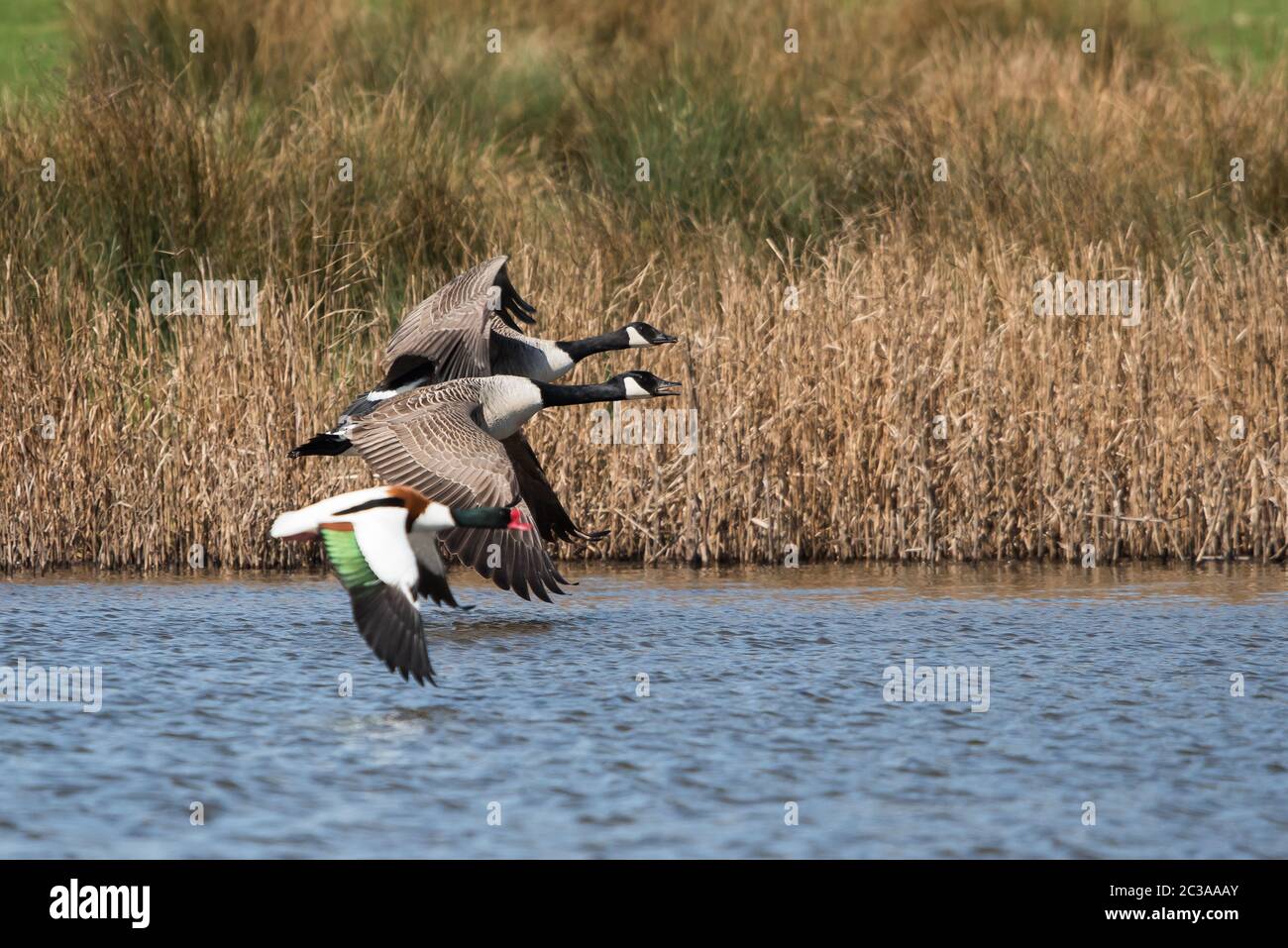 Pair of Canada Goose and Common Shelduck in flight in the habitat Stock ...