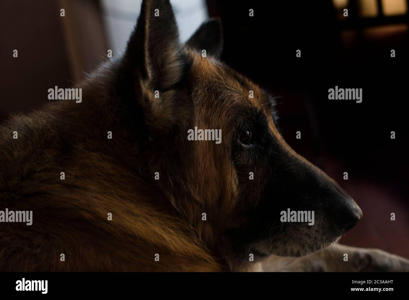 Senior german shepherd hi-res stock photography and images - Alamy