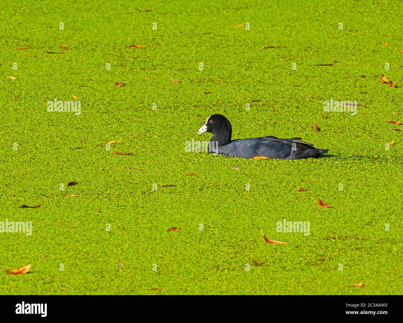 Eurasian coot duck swimming in a pond full of duckweeds Stock Photo - Alamy