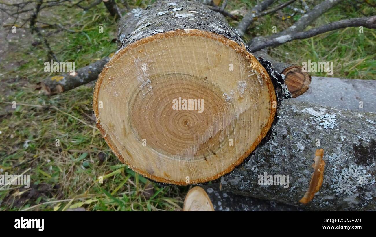 Cross-section of sawn wood Stock Photo - Alamy