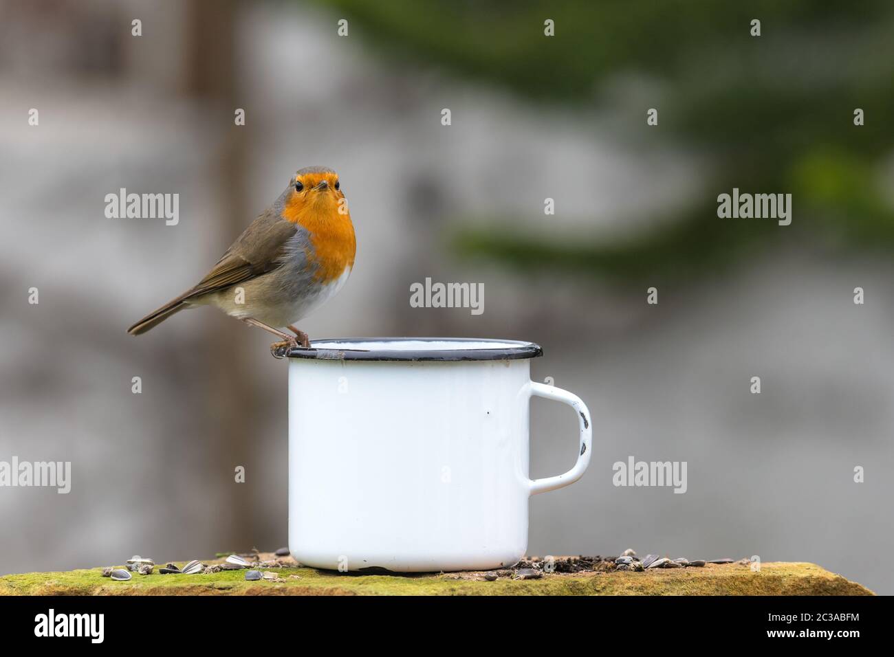 Robin on cup hi-res stock photography and images - Alamy