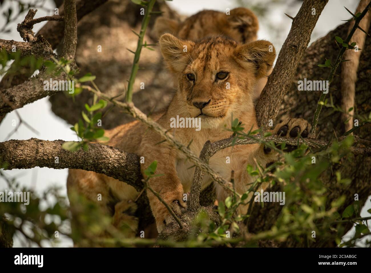 Lion cub stands looking down through branches Stock Photo - Alamy