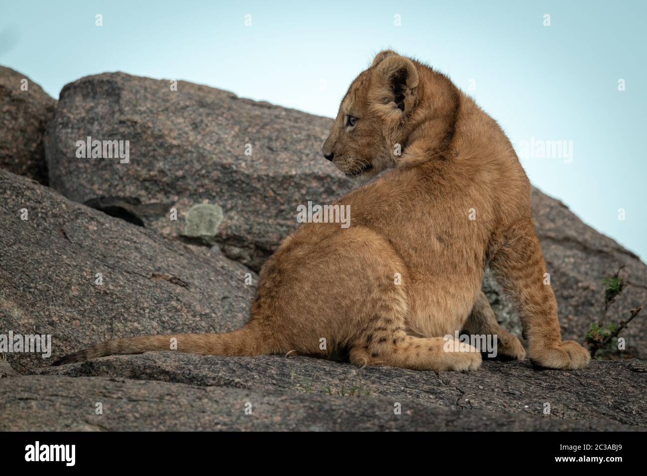 Lion Looking Back High Resolution Stock Photography and Images - Alamy