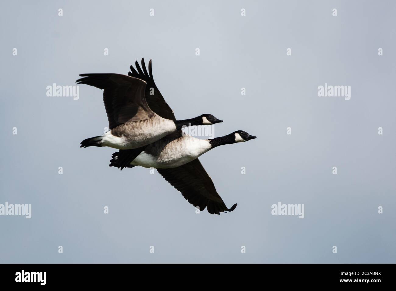 Pair of Canada Goose in flight in the sky. Their Latin name are Branta ...