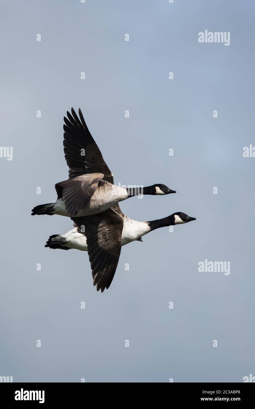 Pair of Canada Goose in flight in the sky. Their Latin name are Branta ...