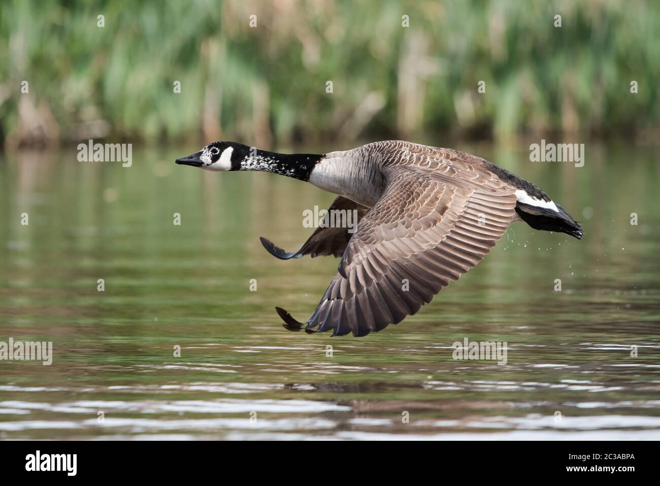 Canada Goose in flight in habitat. Her Latin name is Branta canadensis ...