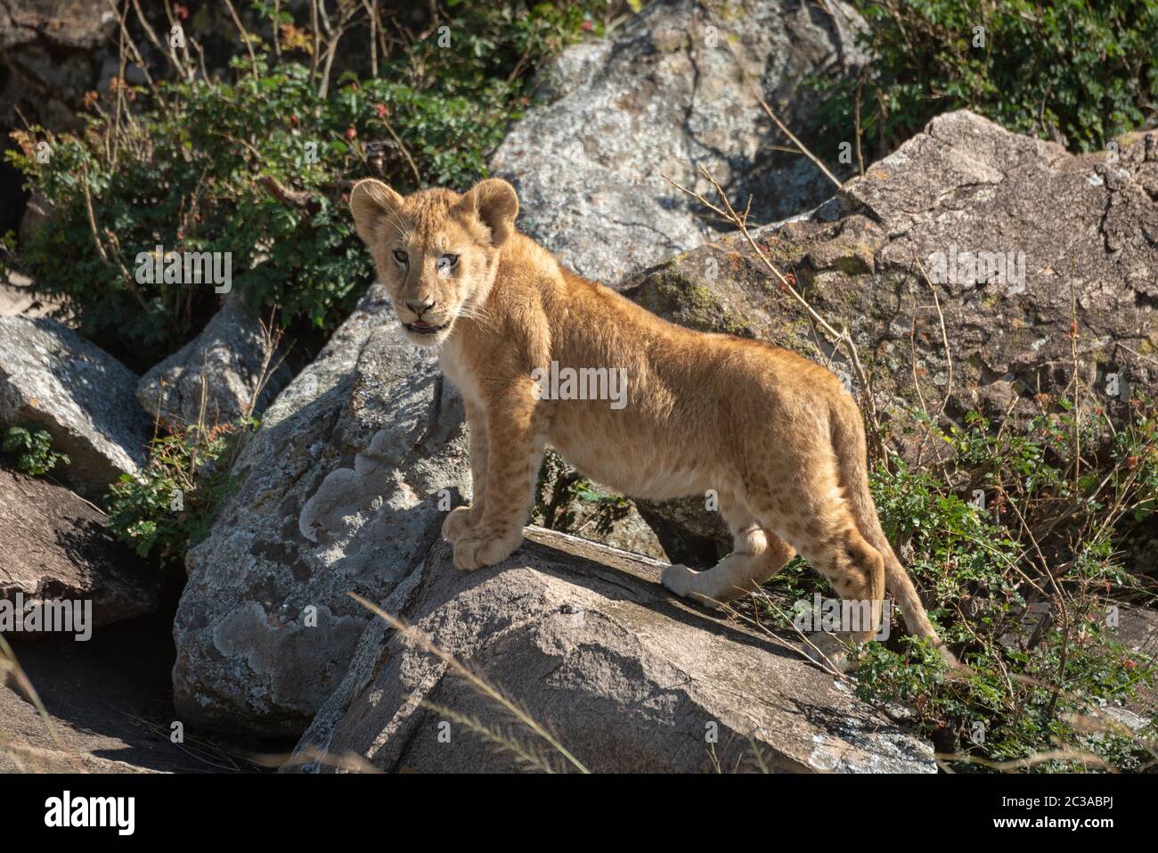 Lion standing looking down panthera hi-res stock photography and images ...