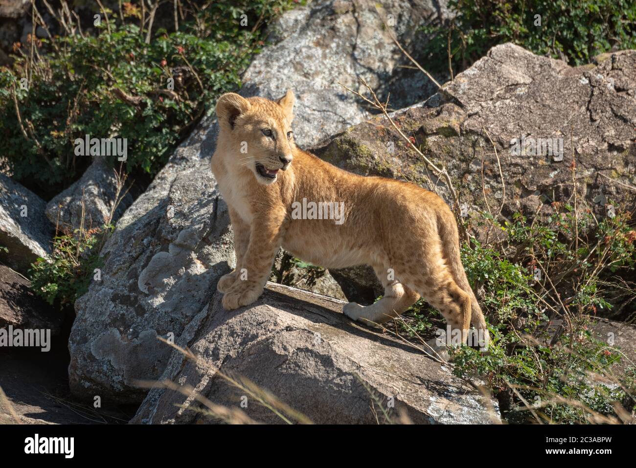 Lion cub stands on rock looking back Stock Photo - Alamy