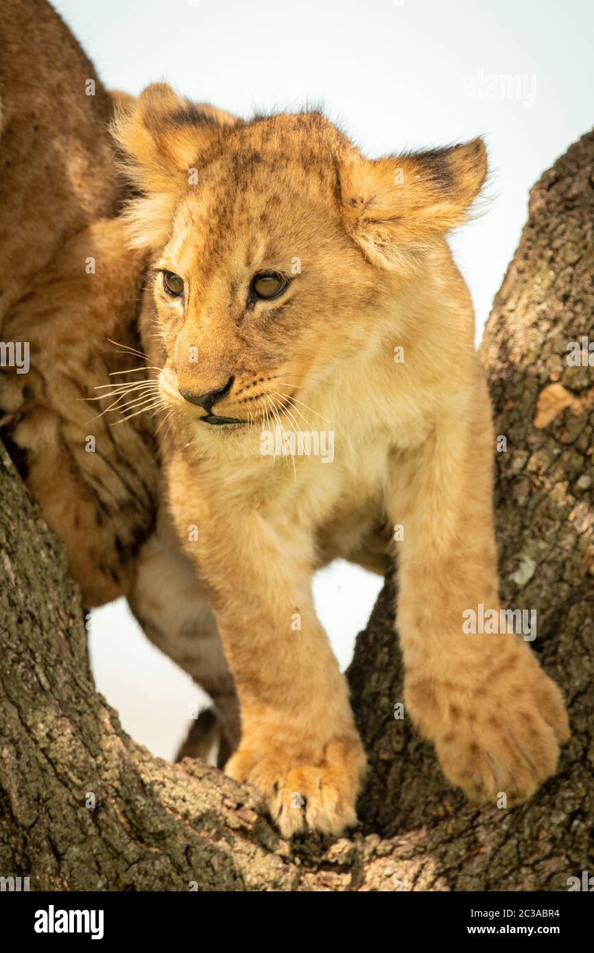 Lion cub stands by another in tree Stock Photo - Alamy