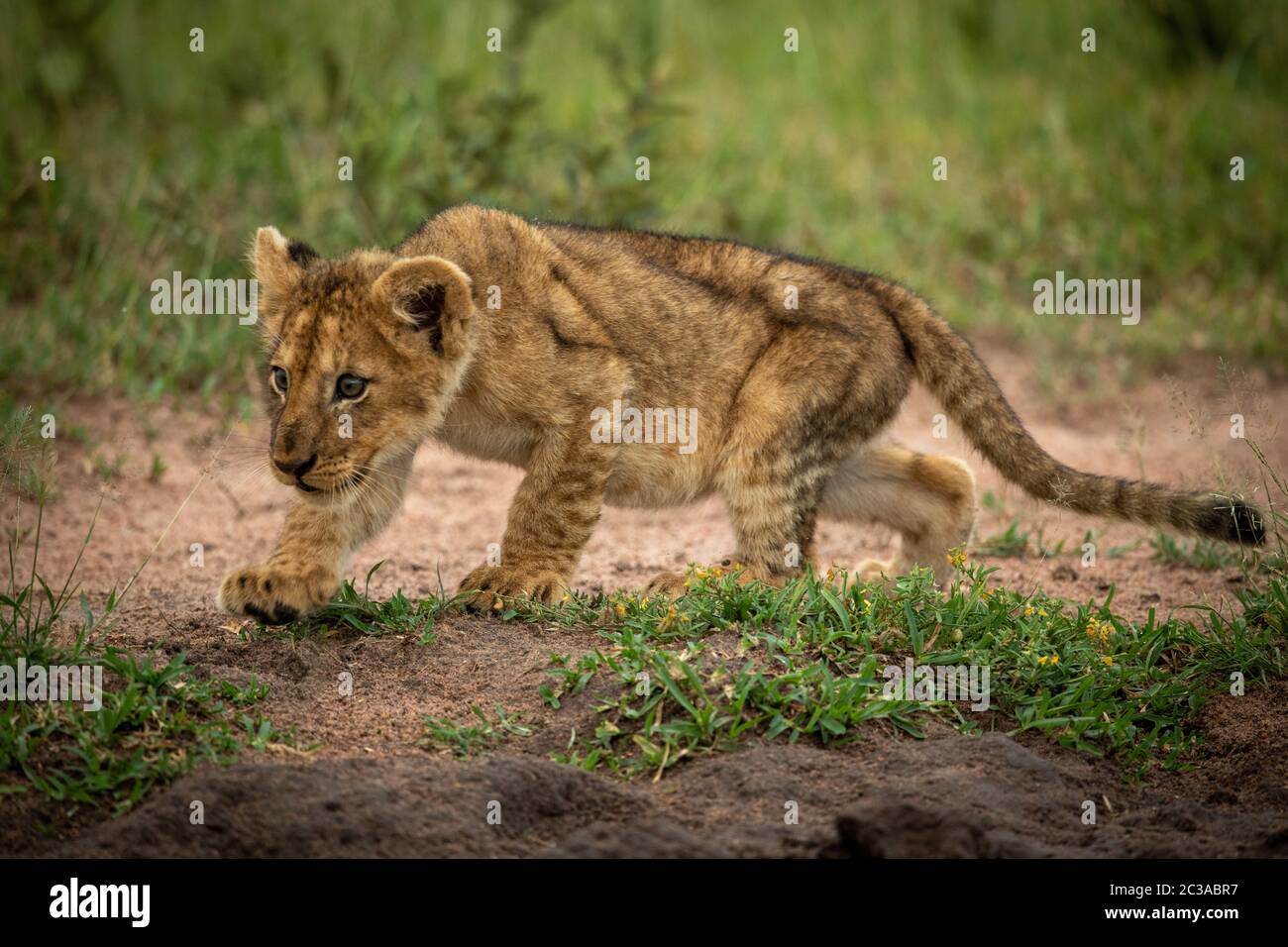 Stalking bird hi-res stock photography and images - Alamy