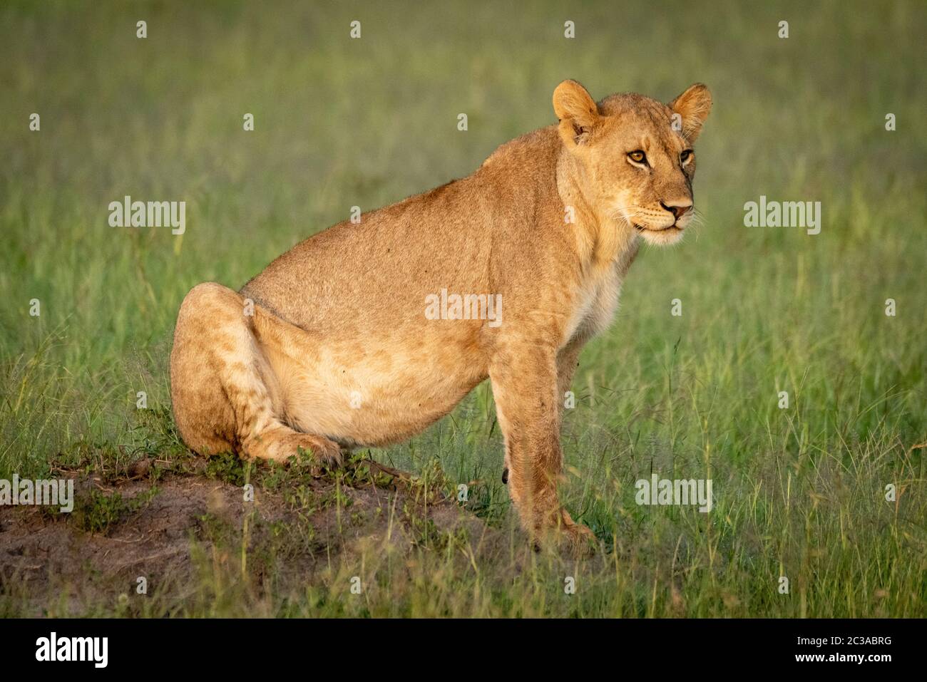 Lion cub sitting on mound facing right Stock Photo - Alamy