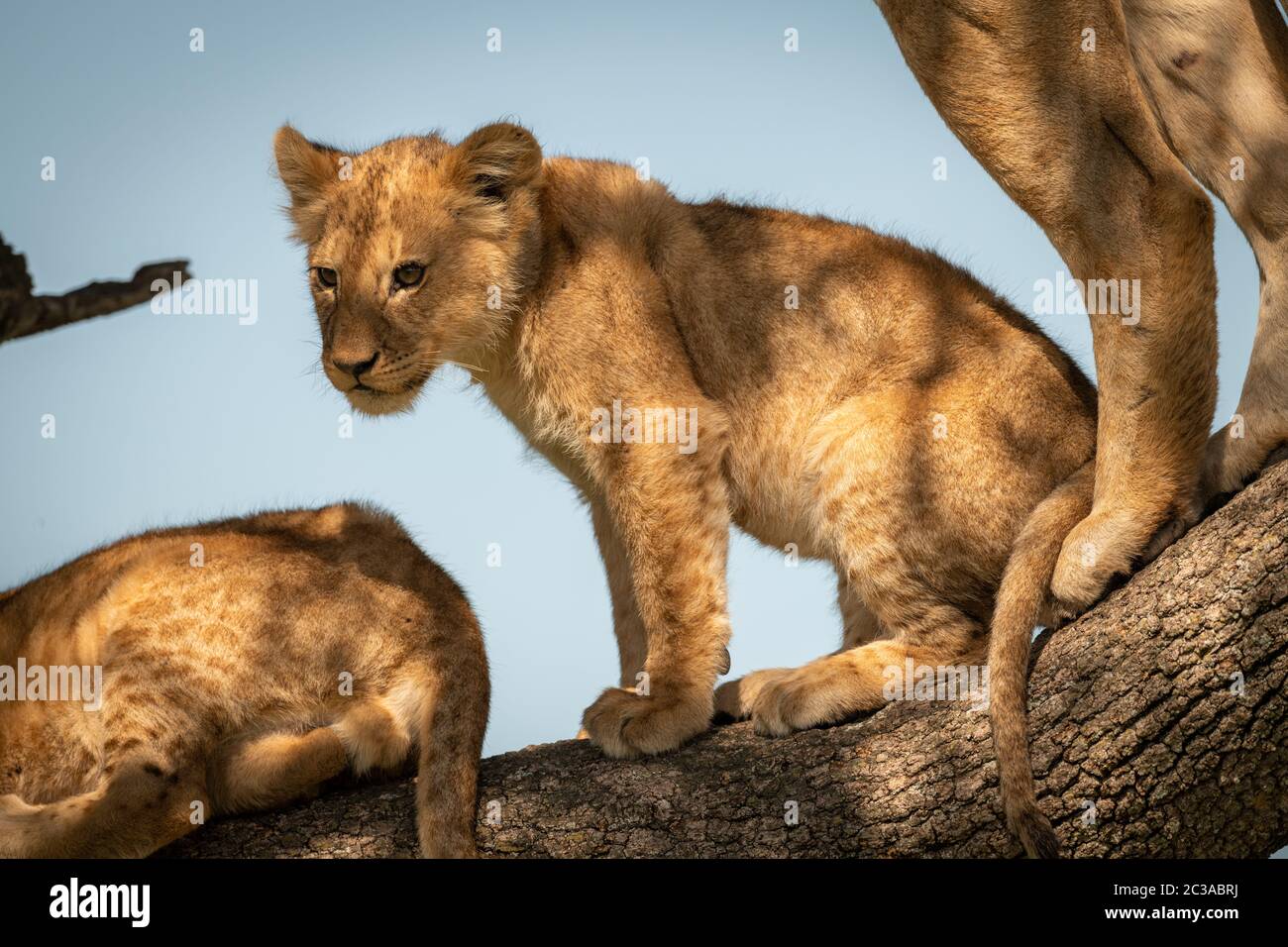 Lion cub sits with others in tree Stock Photo - Alamy