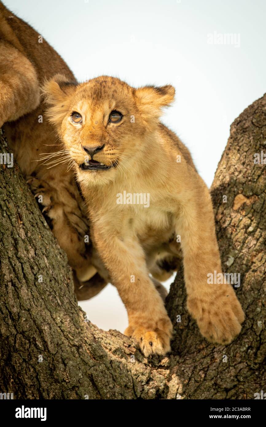 Lion cub stands beside another in tree Stock Photo - Alamy