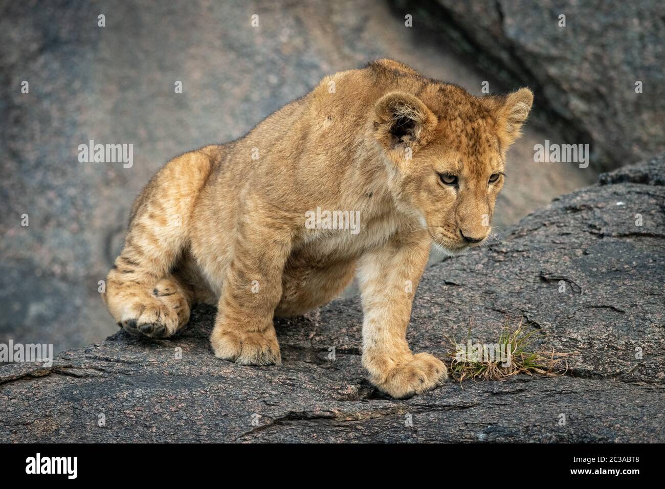 Lion cub sits on rocks looking down Stock Photo - Alamy