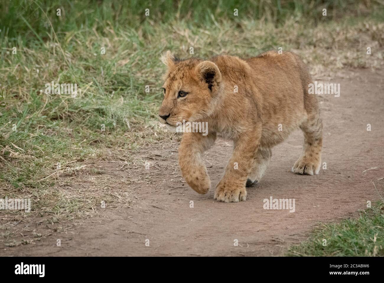 Lion cub walks along track lifting paw Stock Photo - Alamy