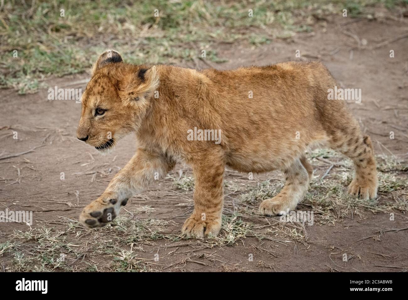 Lion cub walks along track raising paw Stock Photo - Alamy