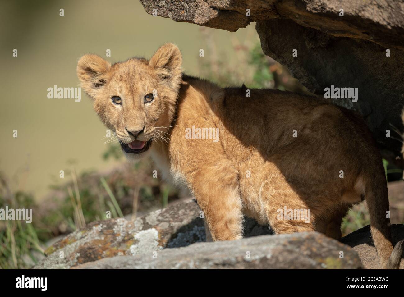 Lion cub stands under rock looking back Stock Photo - Alamy