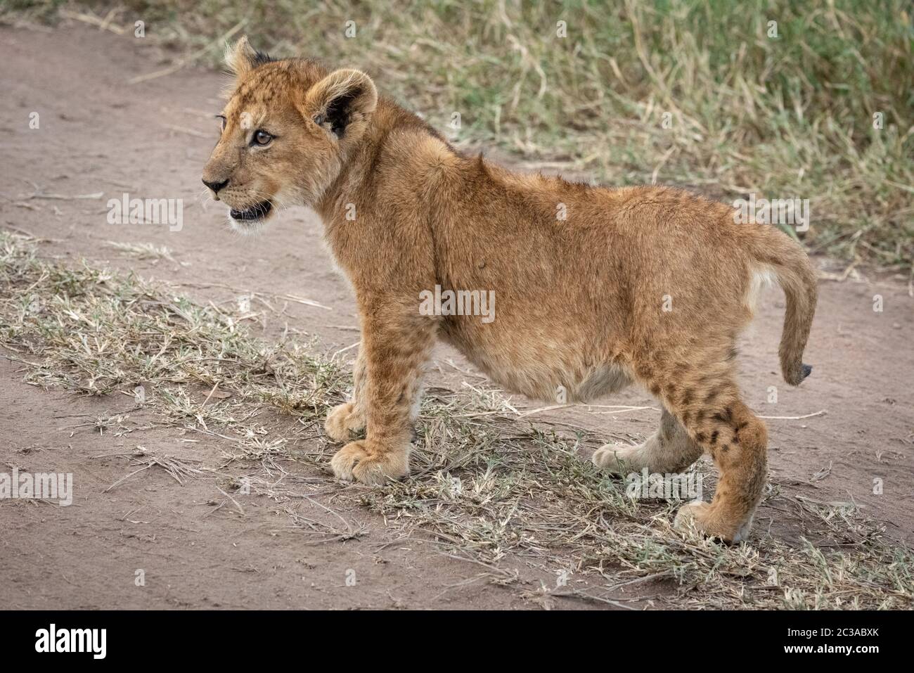 Lion track hi-res stock photography and images - Alamy