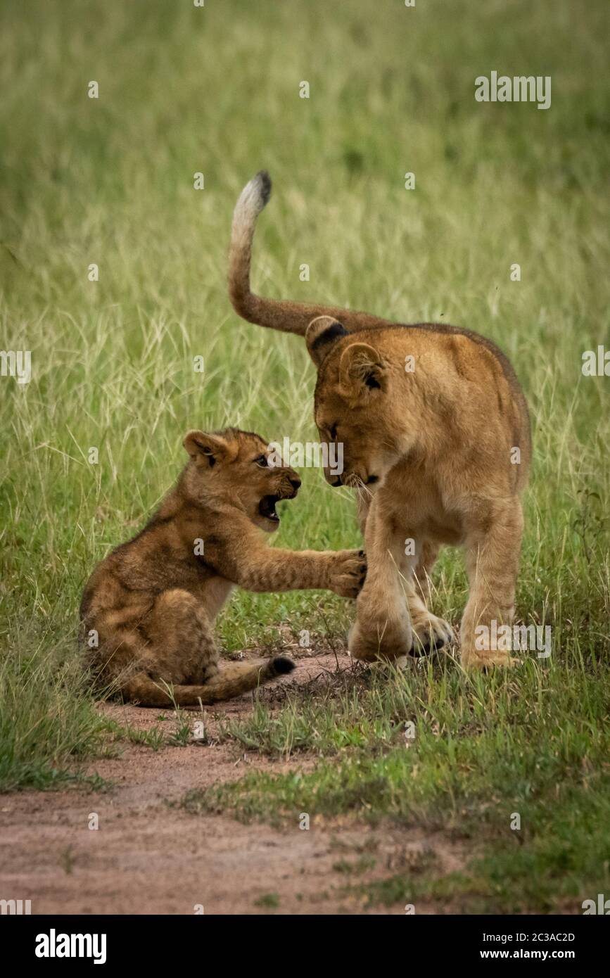 Lion cub sits slapping another walking past Stock Photo - Alamy