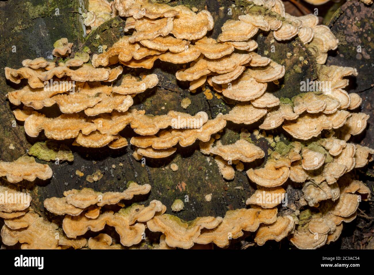 Collection of yellow tree fungi with a velvety surface on an old stump ...