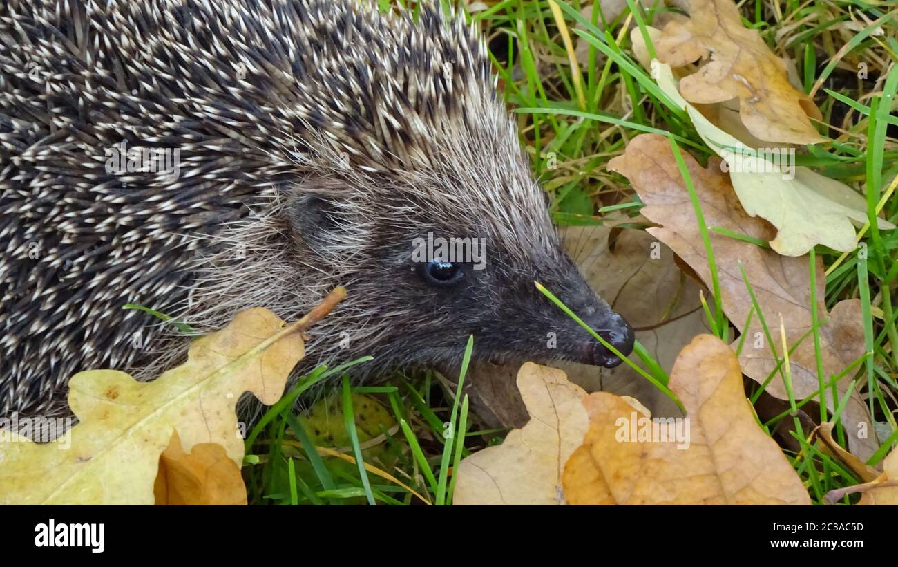 Hedgehog in leaves hi-res stock photography and images - Alamy