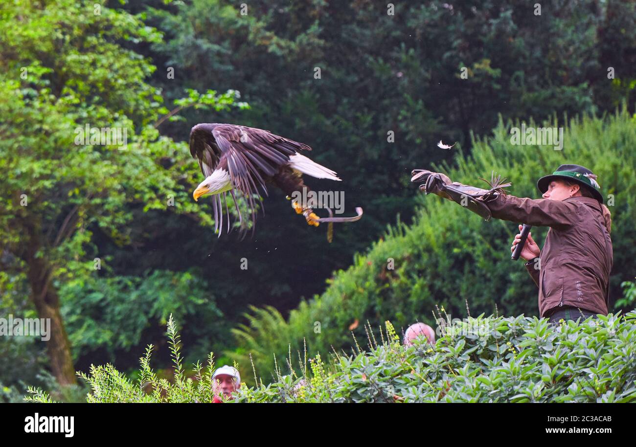 Birds falconry show in Hohenwerfen castle, Salzkammergut, Austria Stock ...