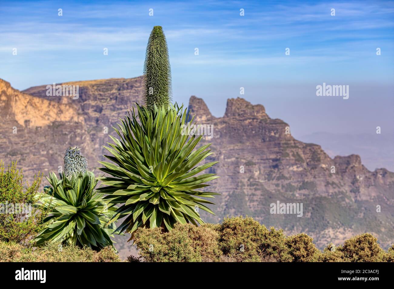 Beautiful flowering flower giant lobelia, Lobelia rhynchopetalum ...