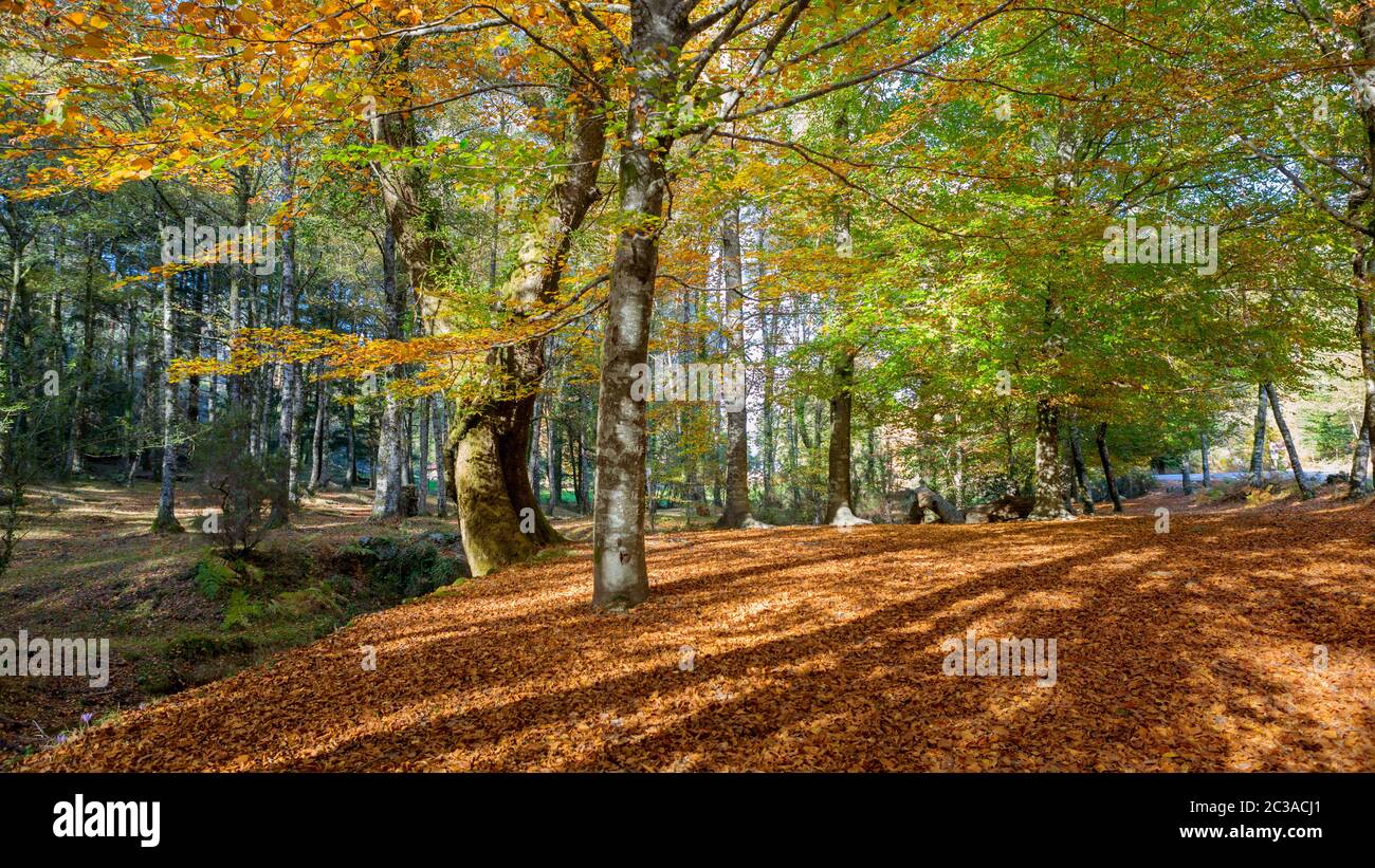 Autumn forest at Mata da Albergaria, Geres National Park, Portugal ...