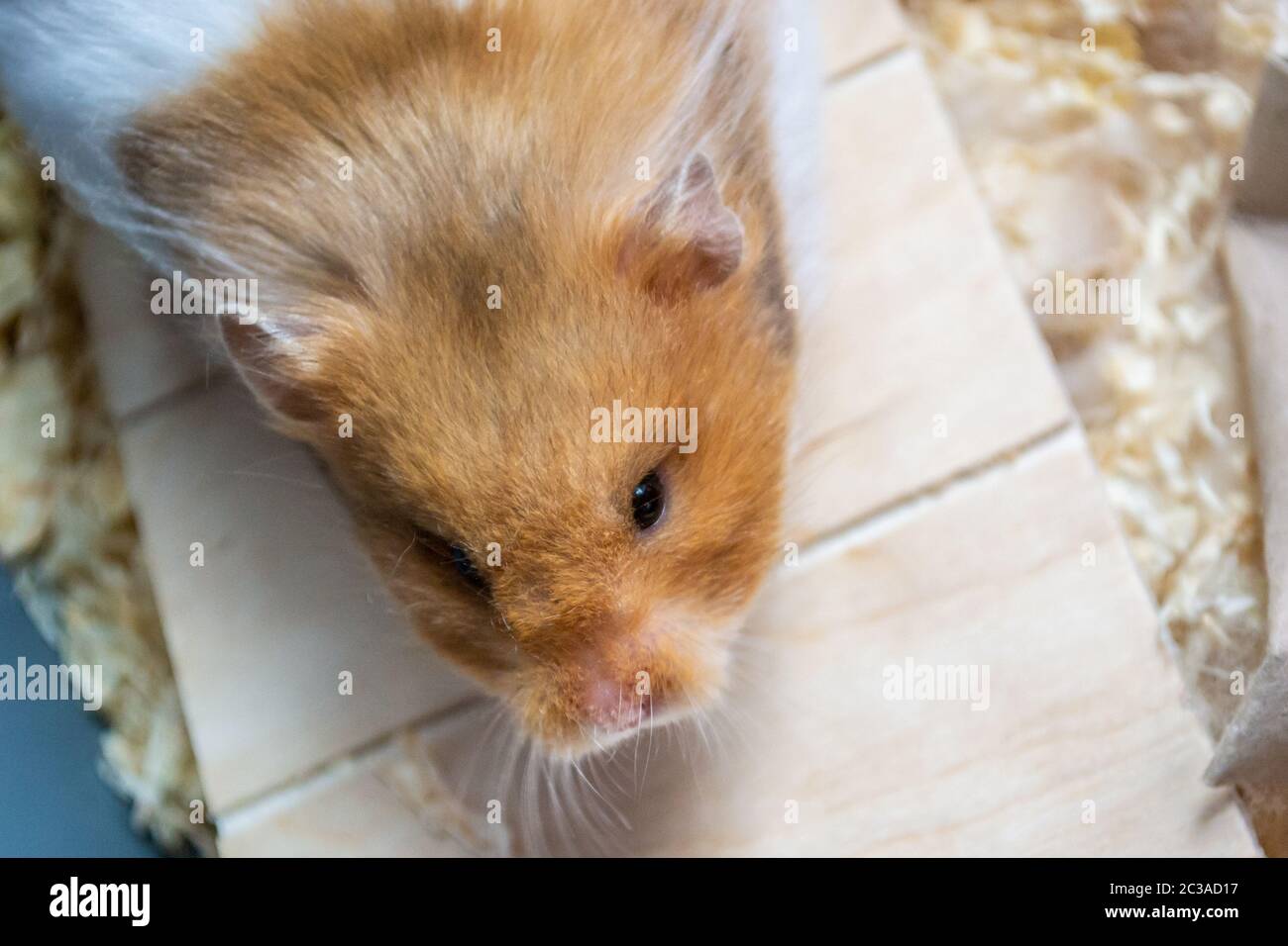 Syria hamster hi-res stock photography and images - Alamy