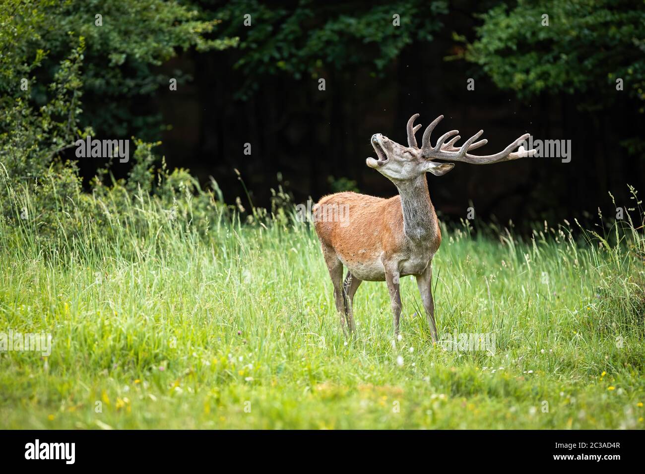 Tired red deer, cervus elaphus, stag yawning with mouth open in green ...