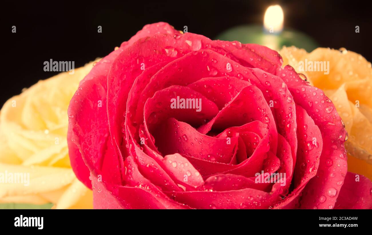 Yellow rose with pink edges hi-res stock photography and images - Alamy