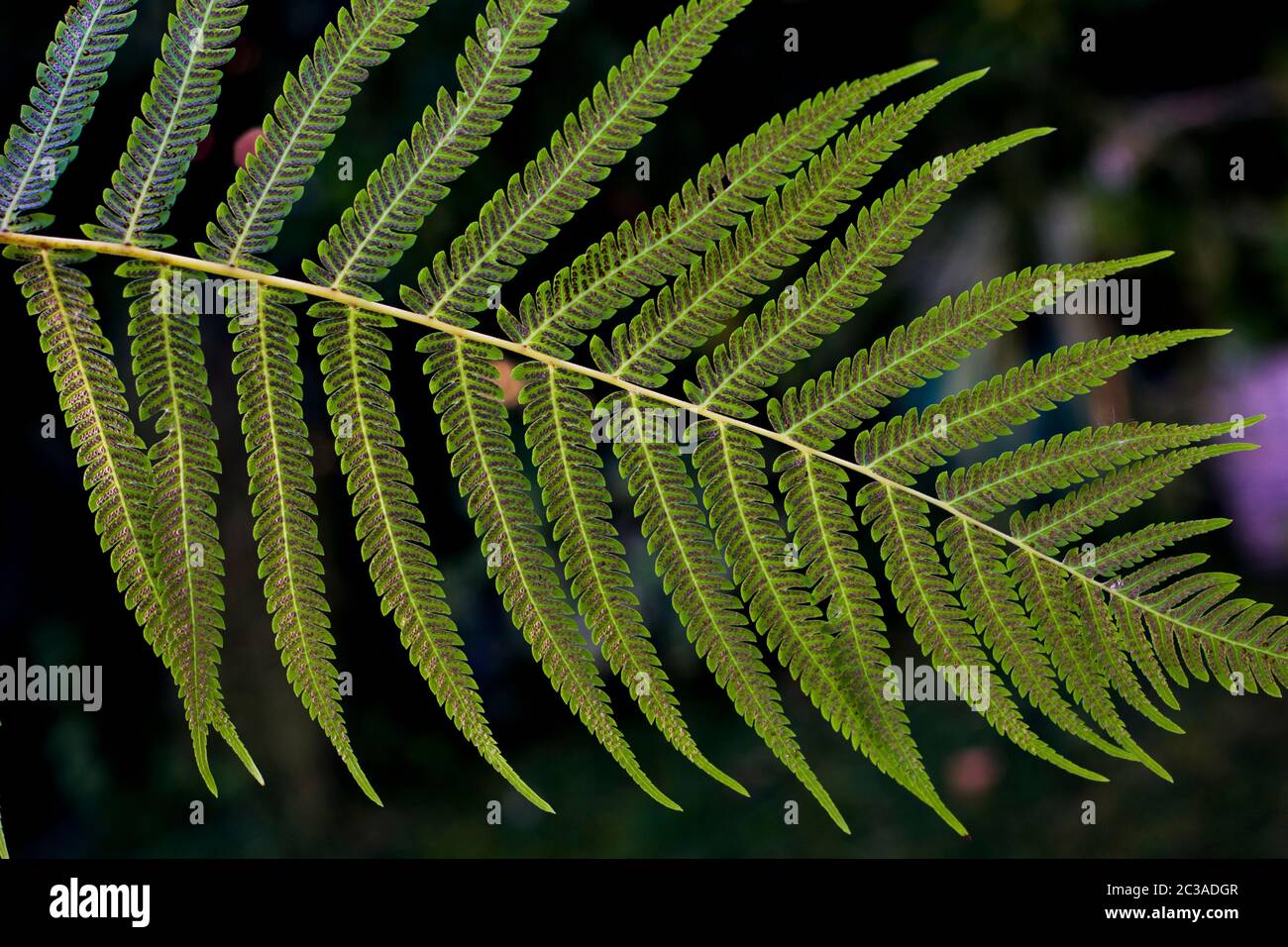 A fern leaf. Close up view of the plant Stock Photo - Alamy