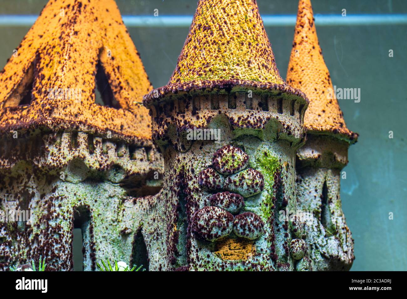 Parasitic algae hi-res stock photography and images - Alamy