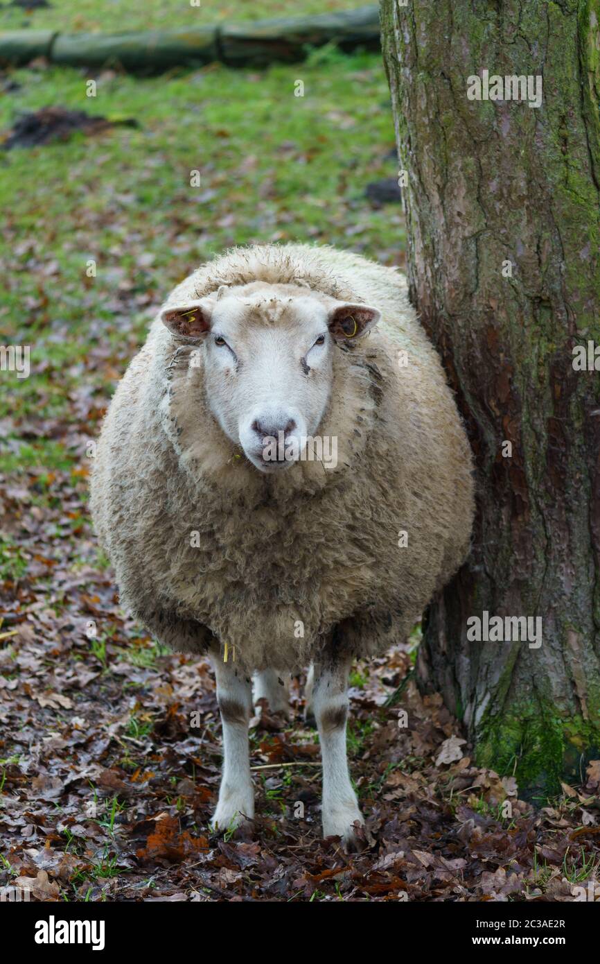 One sheep hi-res stock photography and images - Alamy