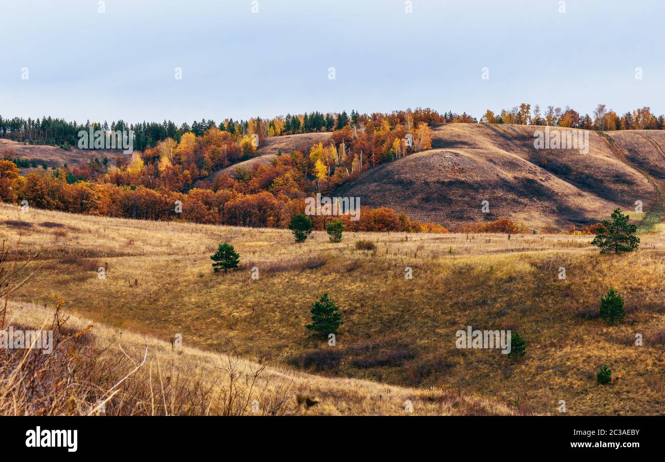 Pine tree hillside walk hi-res stock photography and images - Alamy
