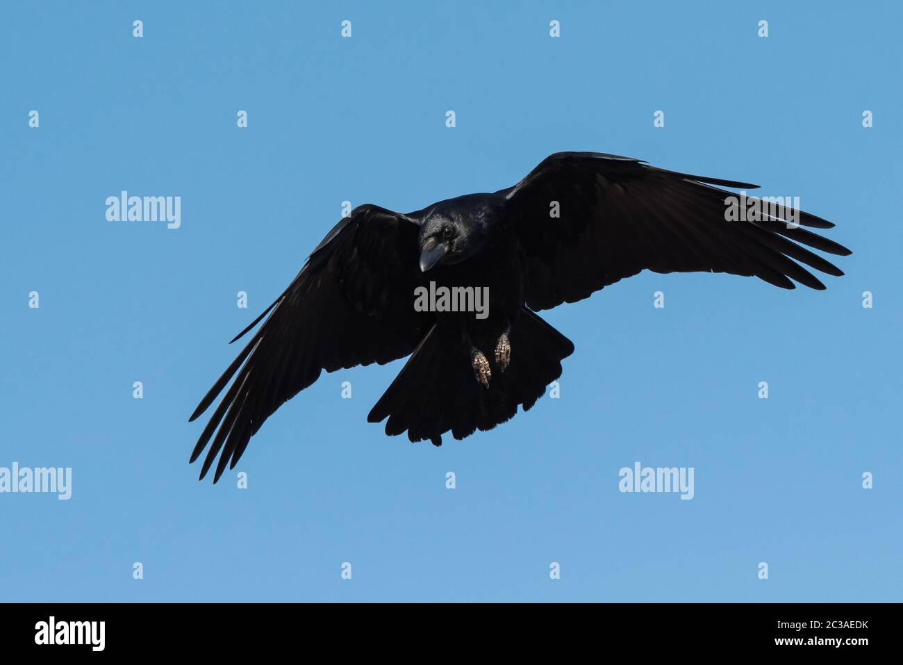 Carrion Crow in flight in the sky. His Latin name is Corvus corone ...