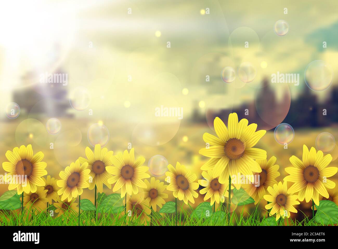 Summer sun over the sunflower field Stock Photo - Alamy