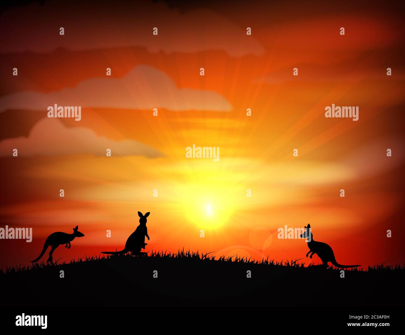 Illustration of Kangaroo on sunset. vector illustration Stock Photo - Alamy